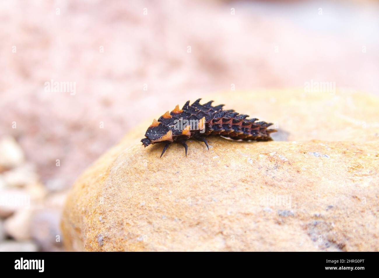 Macro of Firefly larvae on a stone Stock Photo - Alamy