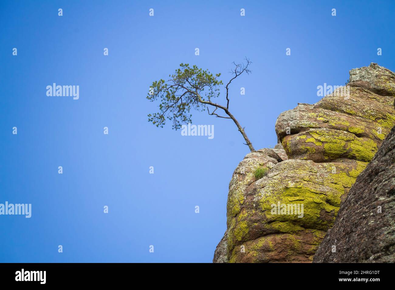 Tree on a stone hi-res stock photography and images - Alamy