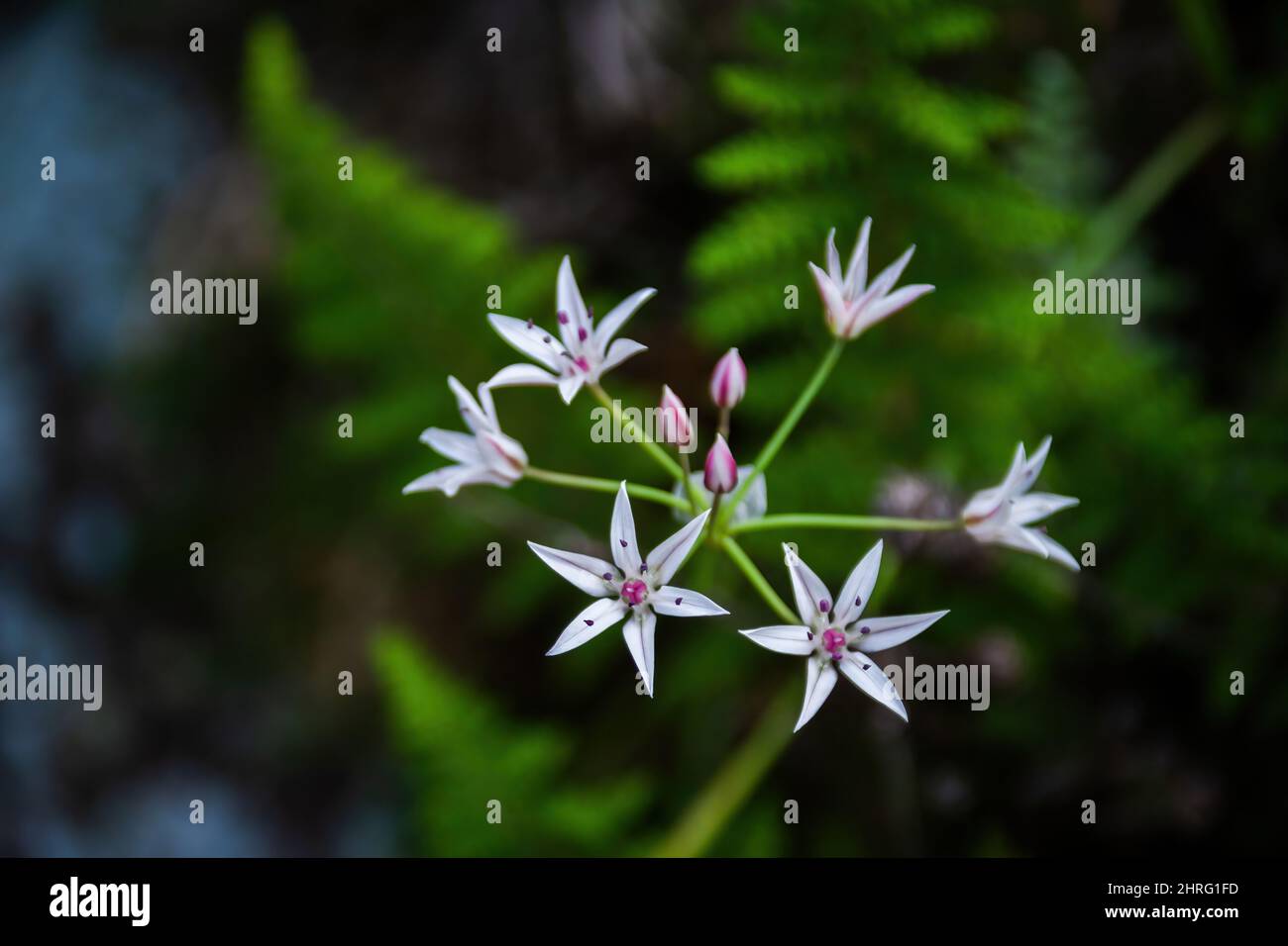 False garlic flowers hi-res stock photography and images - Alamy