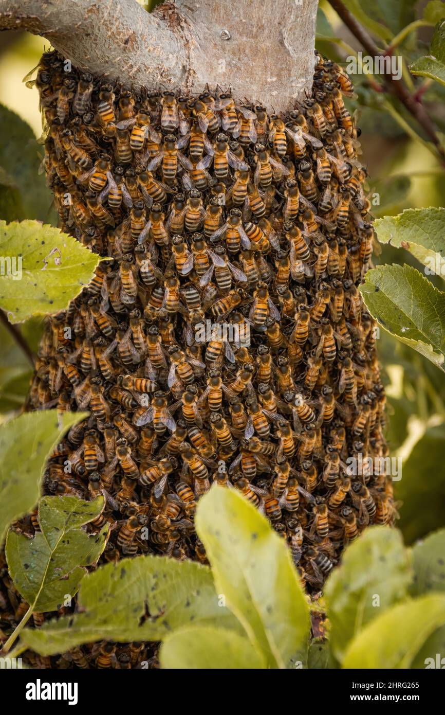 Closeup of swarm of honey bees resting on an apple tree Stock Photo - Alamy