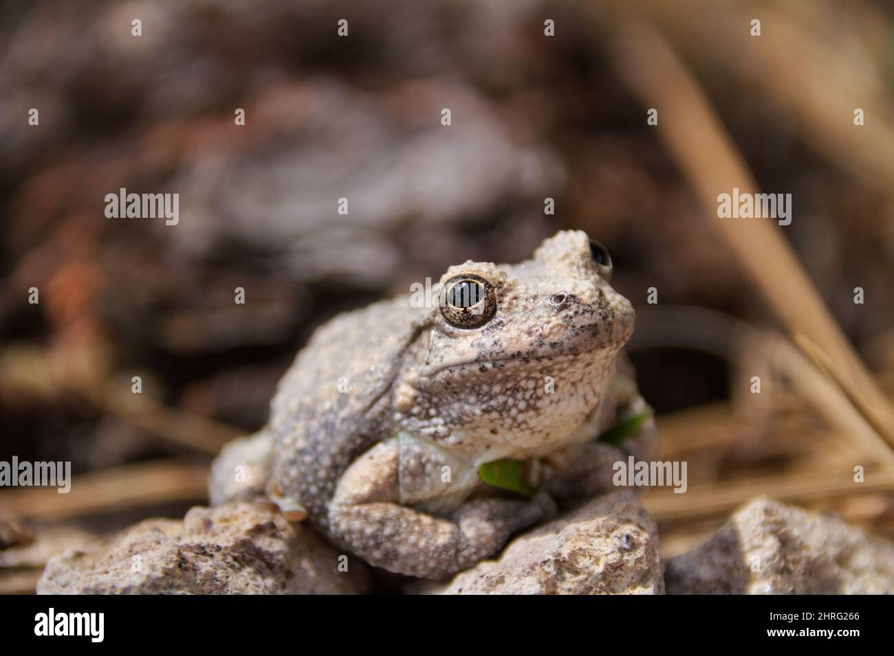 Selective closeup of a canyon tree frog on a stone Stock Photo - Alamy