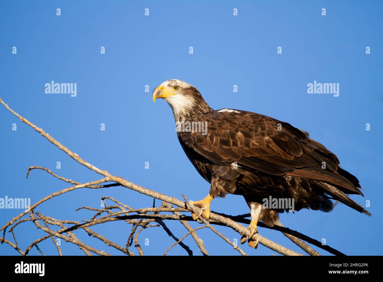 Bald Eagle perched on a dead tree Stock Photo - Alamy