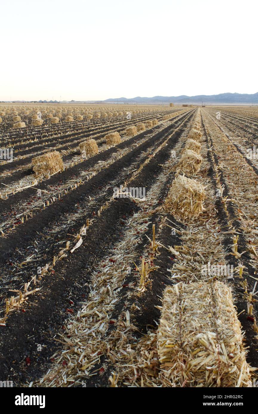 View of Corn hay bales on black soil Stock Photo - Alamy