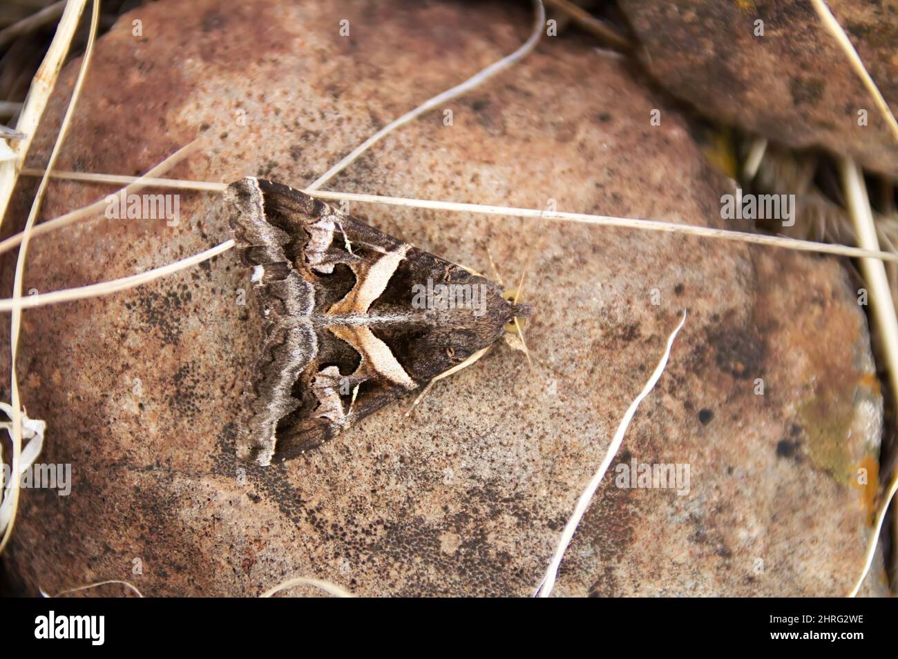 Macro of an Indomitable Melipotis Moth on a stone Stock Photo - Alamy