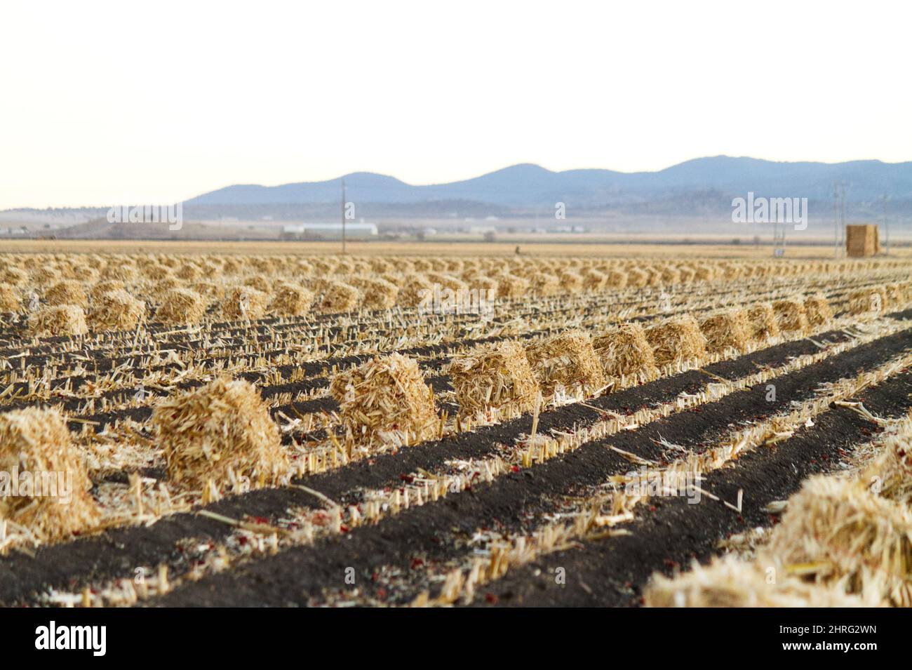 View of Corn hay bales on black soil with mountains in the horizon ...