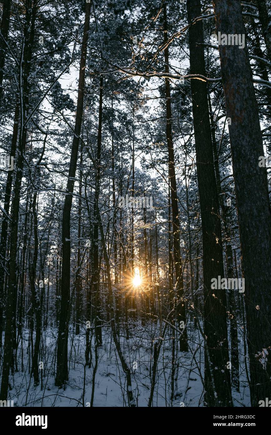 Vertical shot of tall trees in the forest in the background of sunlight ...
