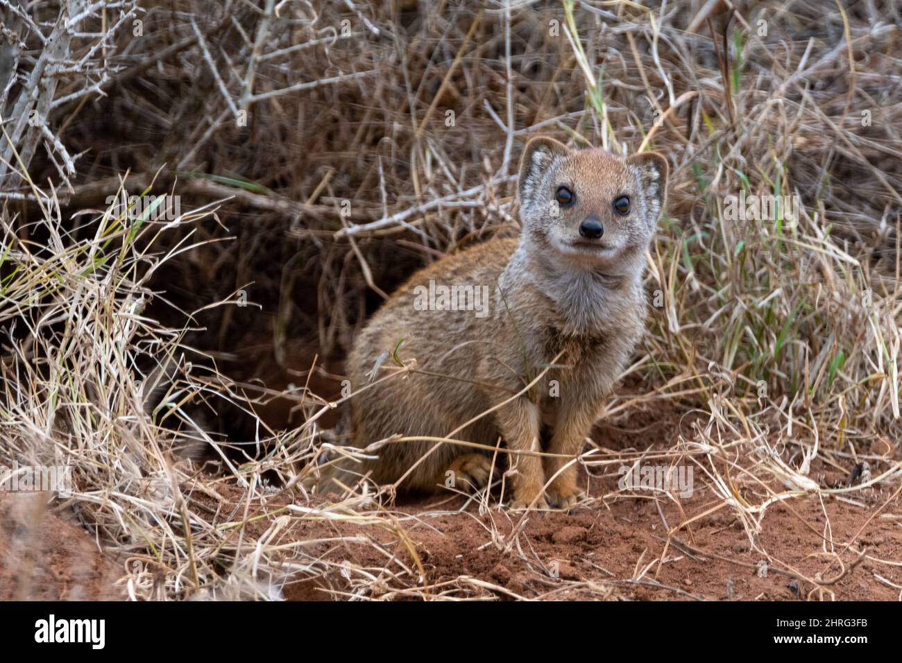 Wolf face animal outline hi-res stock photography and images - Alamy