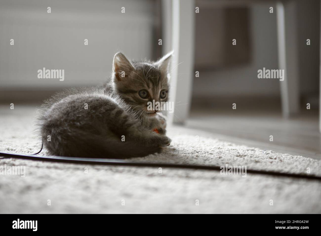 Cute little kitten laying on a carpet Stock Photo - Alamy