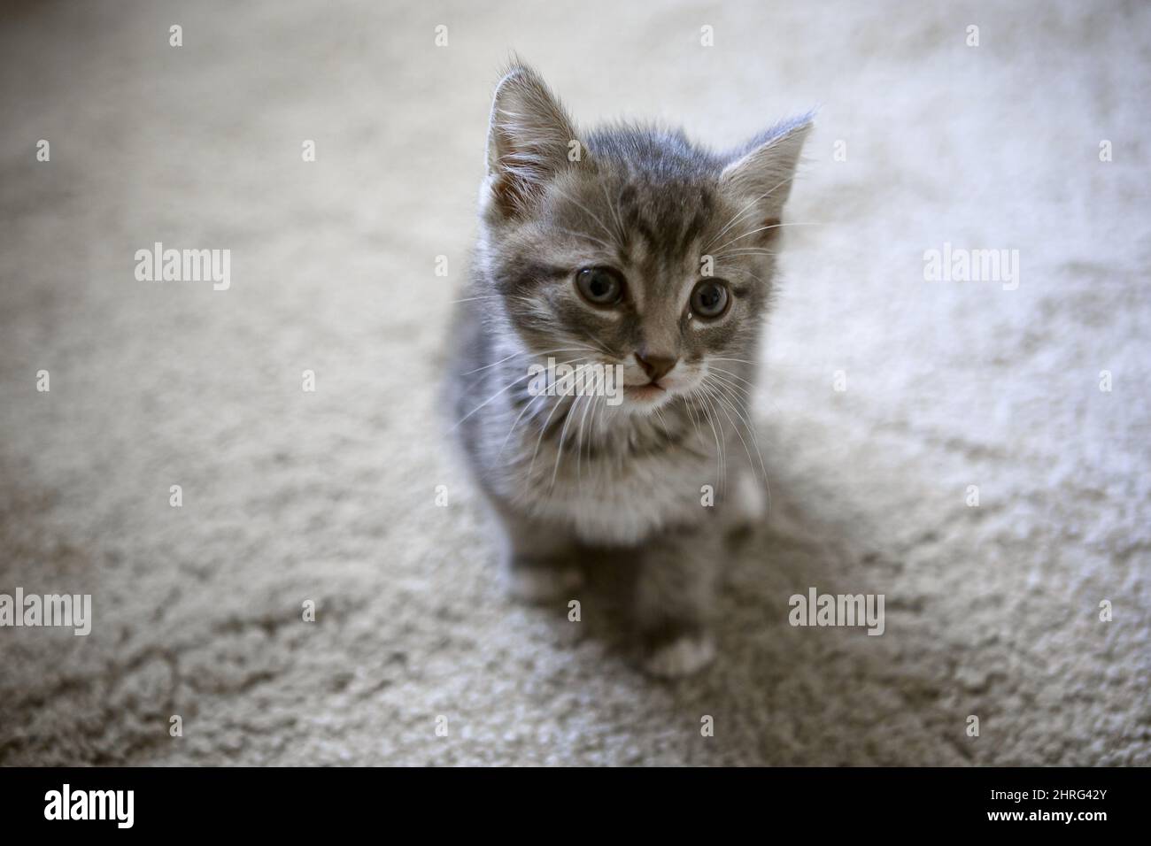 Cute little kitten sitting on a carpet Stock Photo - Alamy