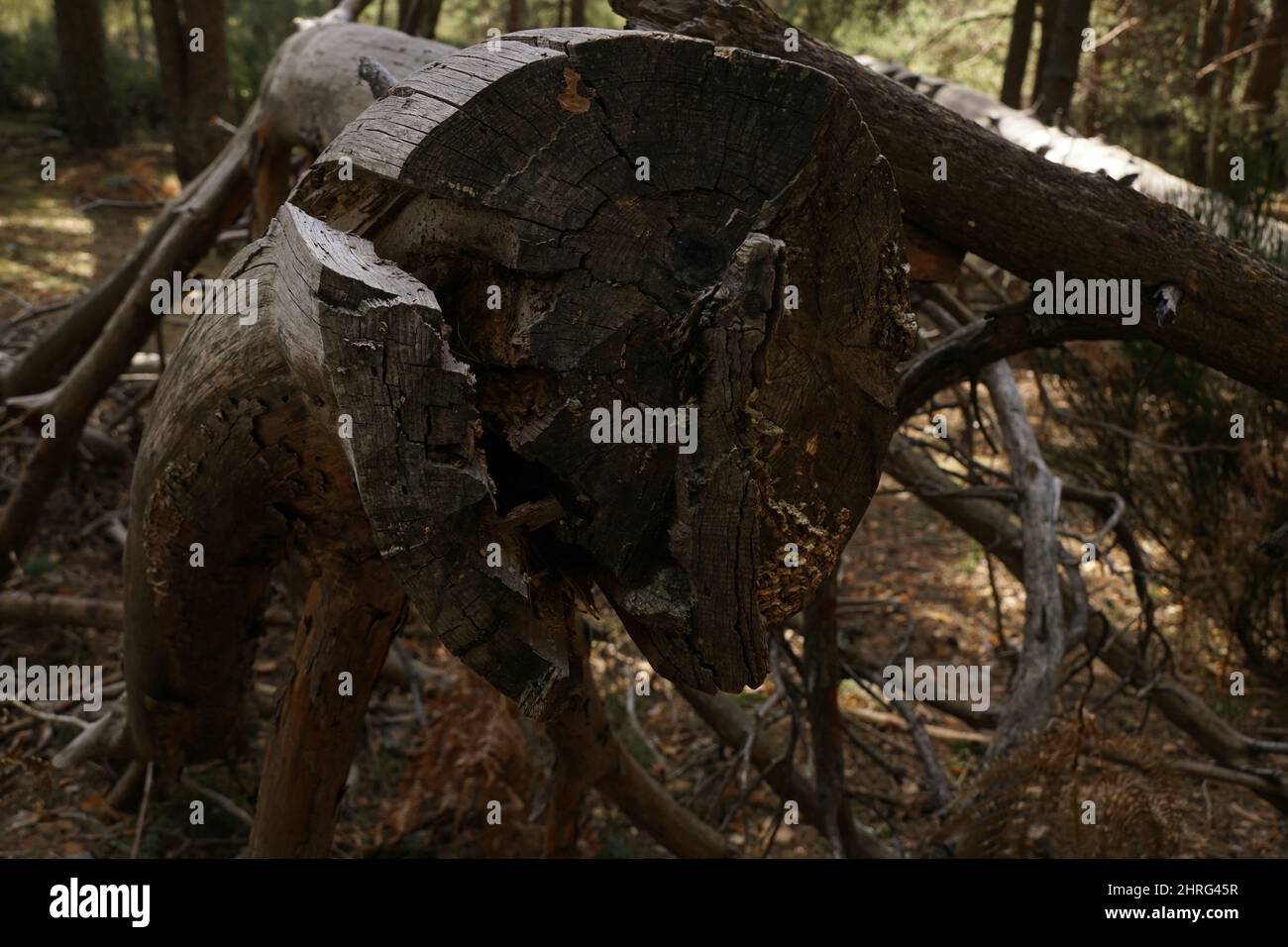 Closeup shot of a wooden structure in the forest in Cercedilla, Spain ...