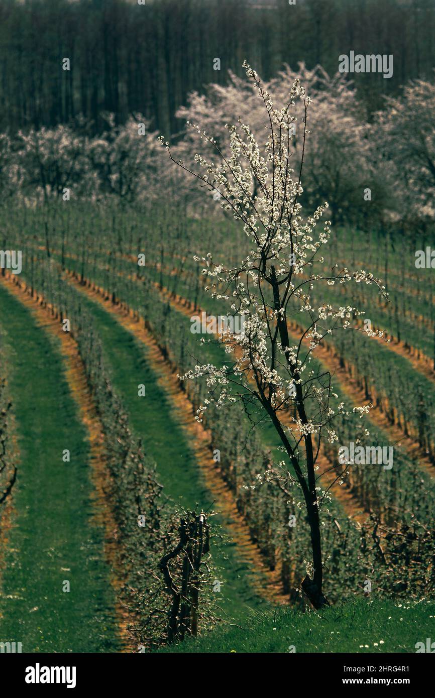 Vertical shot of a blooming tree with a symmetrically planted tree ...