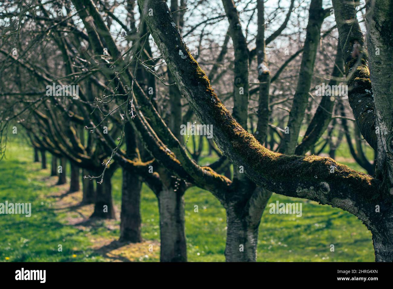 Line of trees in spring hi-res stock photography and images - Alamy
