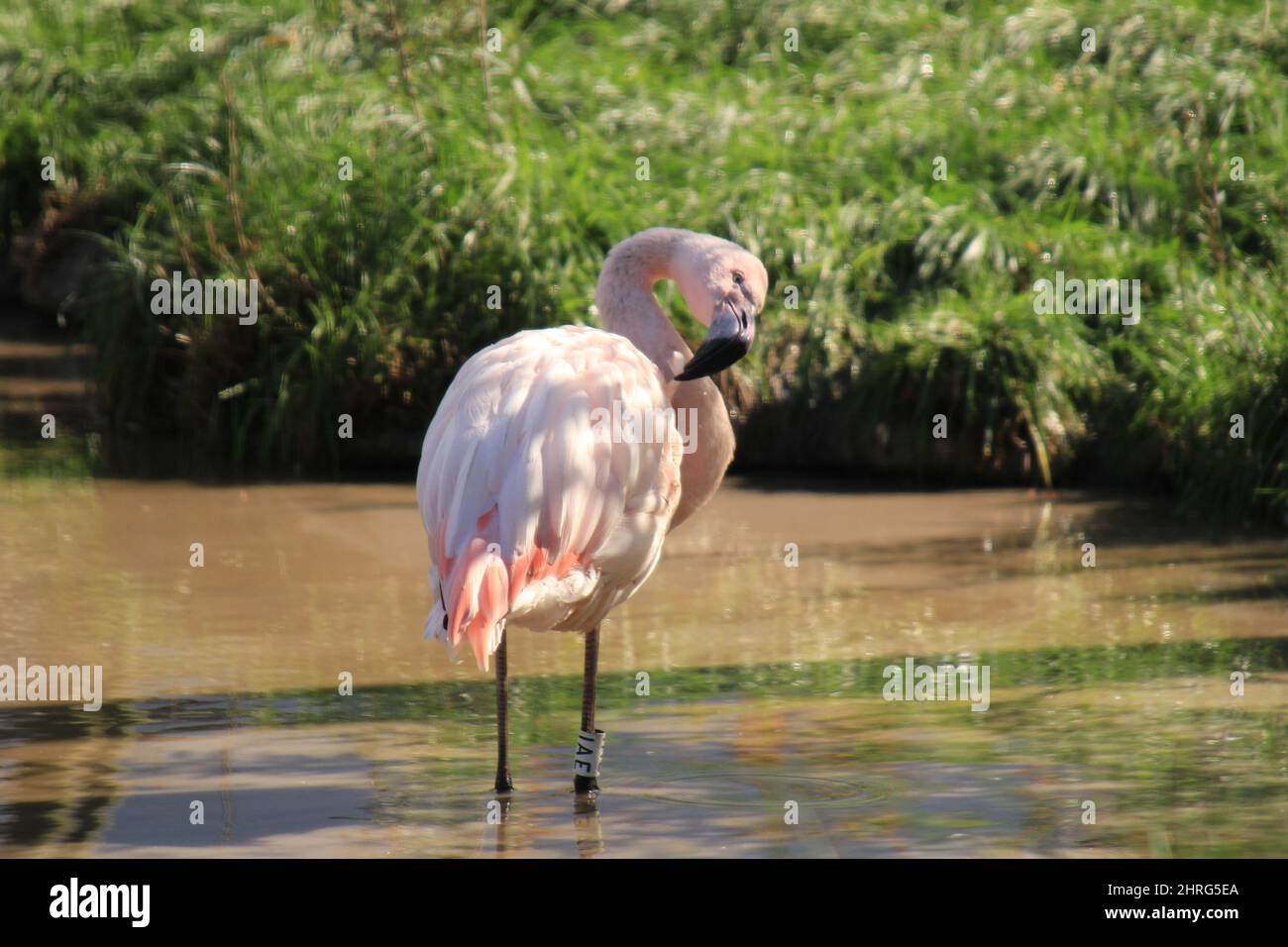 Flamingo standing in a muddy lake Stock Photo - Alamy