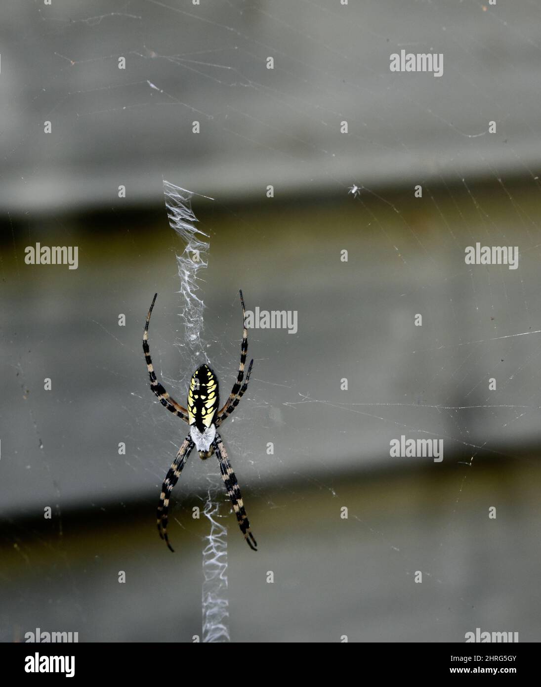 Family araneidae hi-res stock photography and images - Alamy
