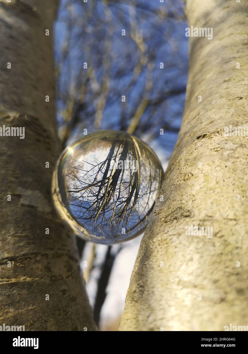 Vertical shot of a crystal ball stock on tree branches Stock Photo - Alamy
