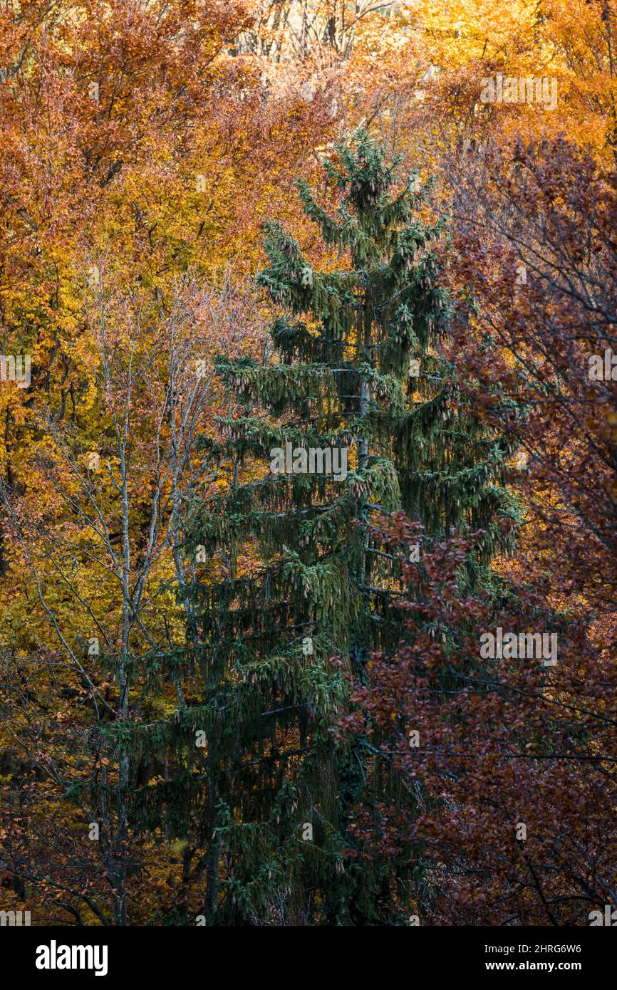 Vertical of a green single pine tree among autumn trees in a forest in ...