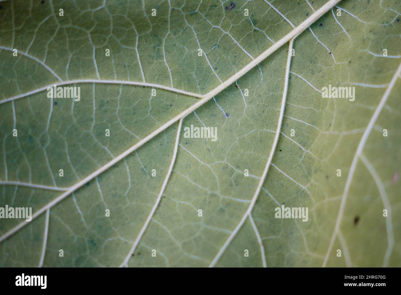 Macro of a green leaf patterns as a background Stock Photo - Alamy
