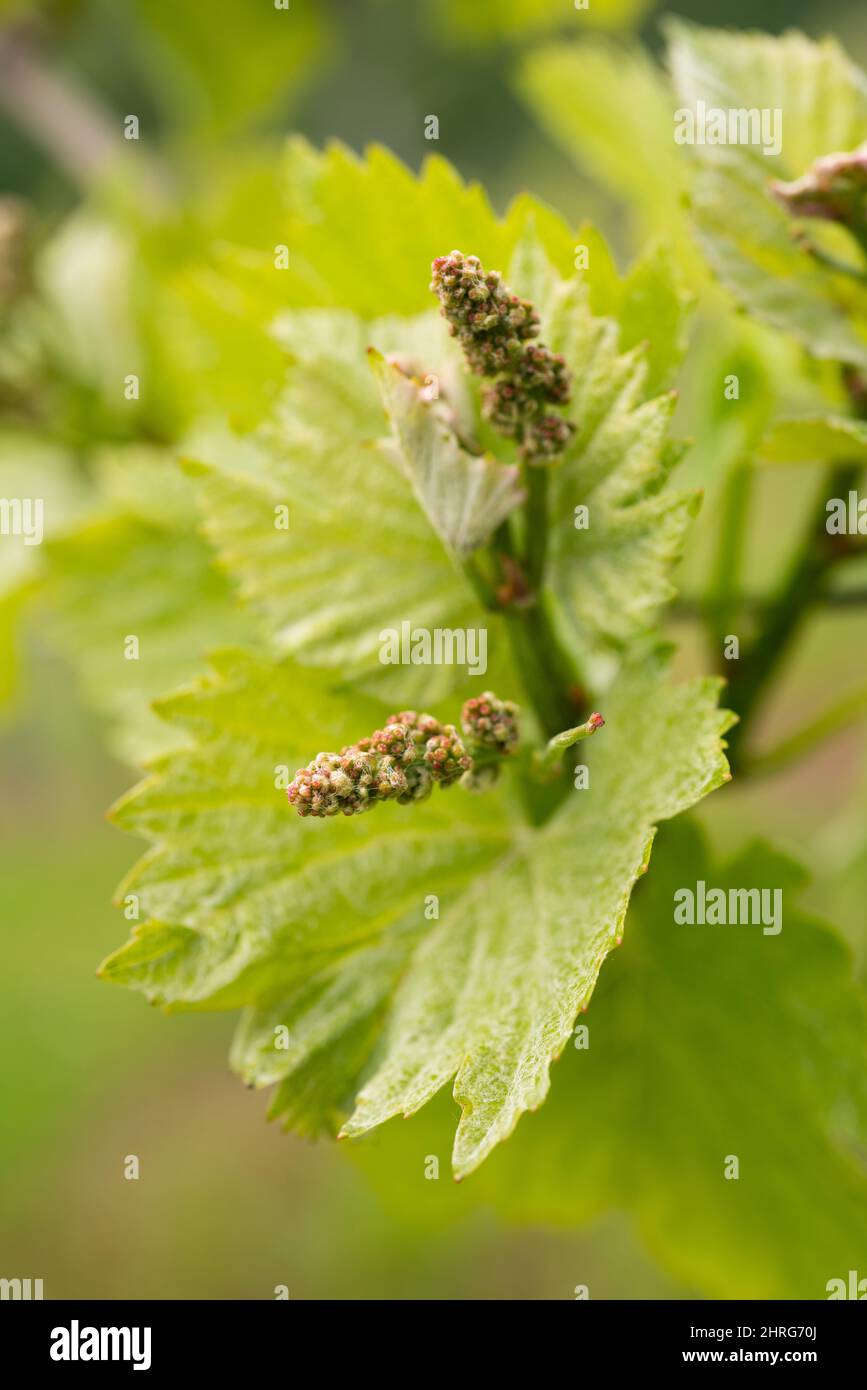 Vertical of a bunch of unripe grapes and leaves growing in a vineyard ...