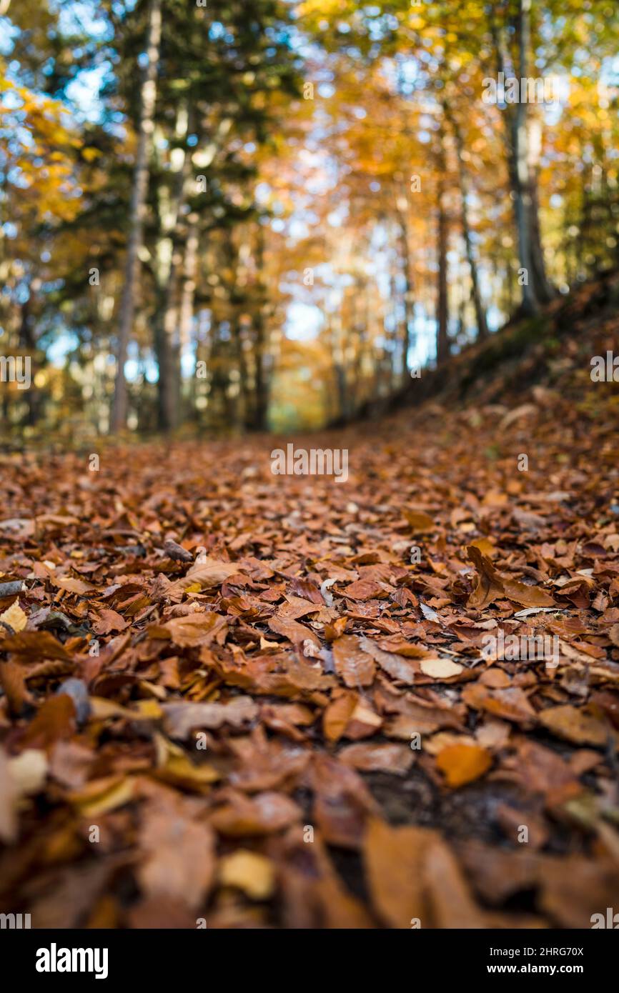 Low angle of dried fallen leaves under dense autumn trees in a forest ...