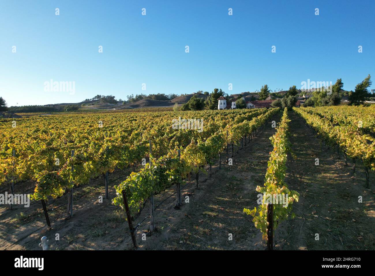 Beautiful view of a vineyard on a sunny day Stock Photo - Alamy