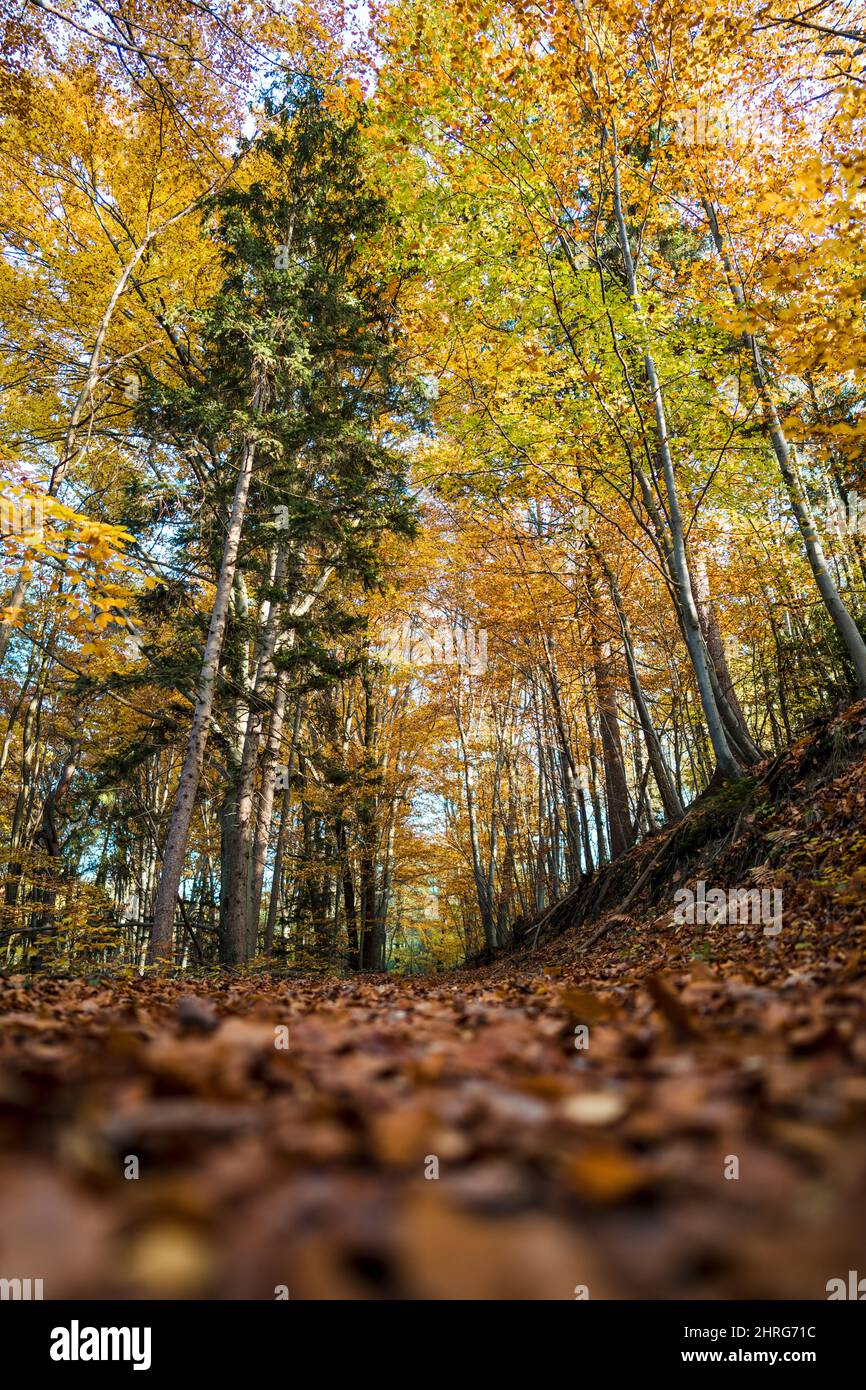 Low angle of dried fallen leaves under dense autumn trees in a forest ...