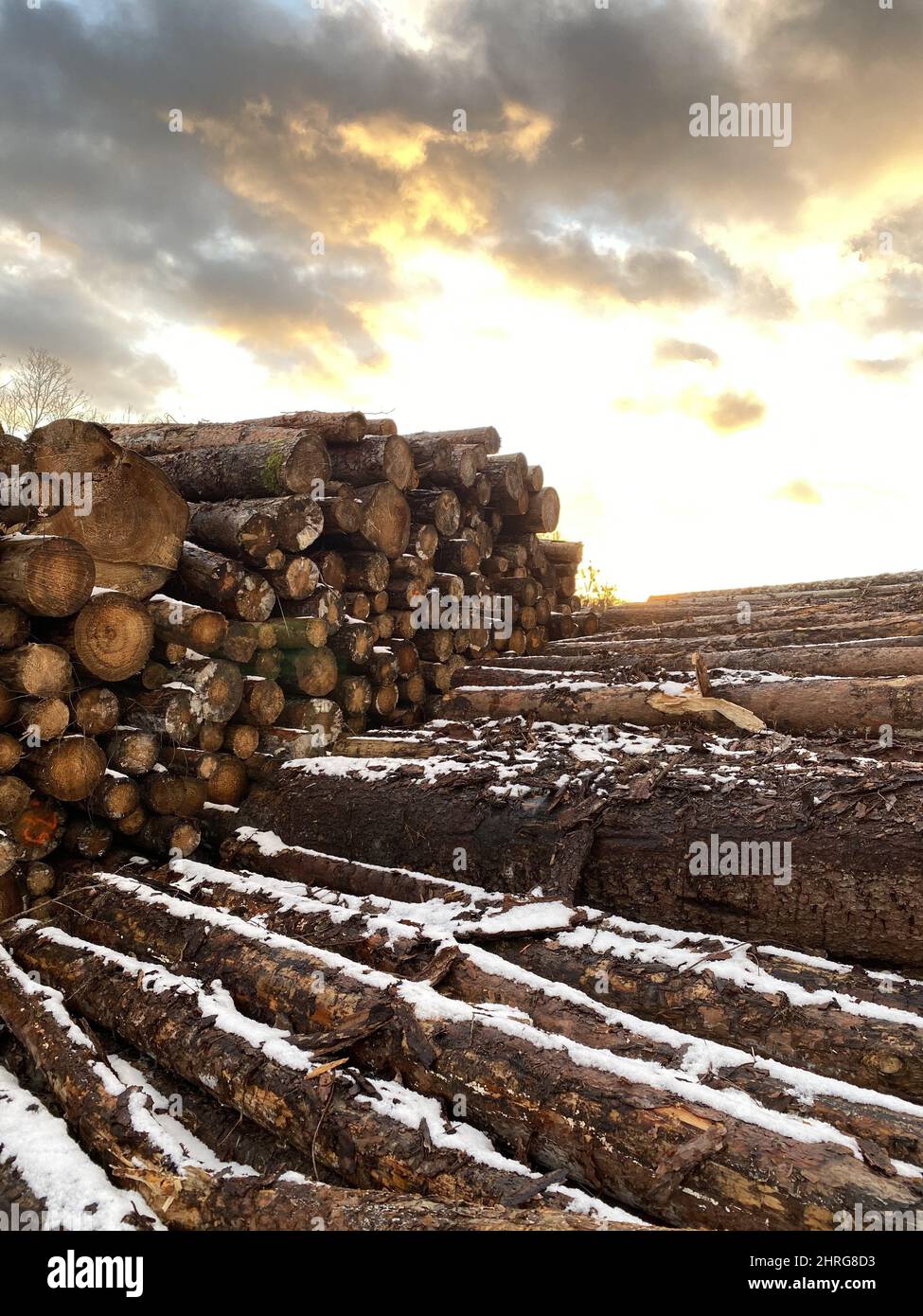 Vertical shot pile logs hi-res stock photography and images - Alamy