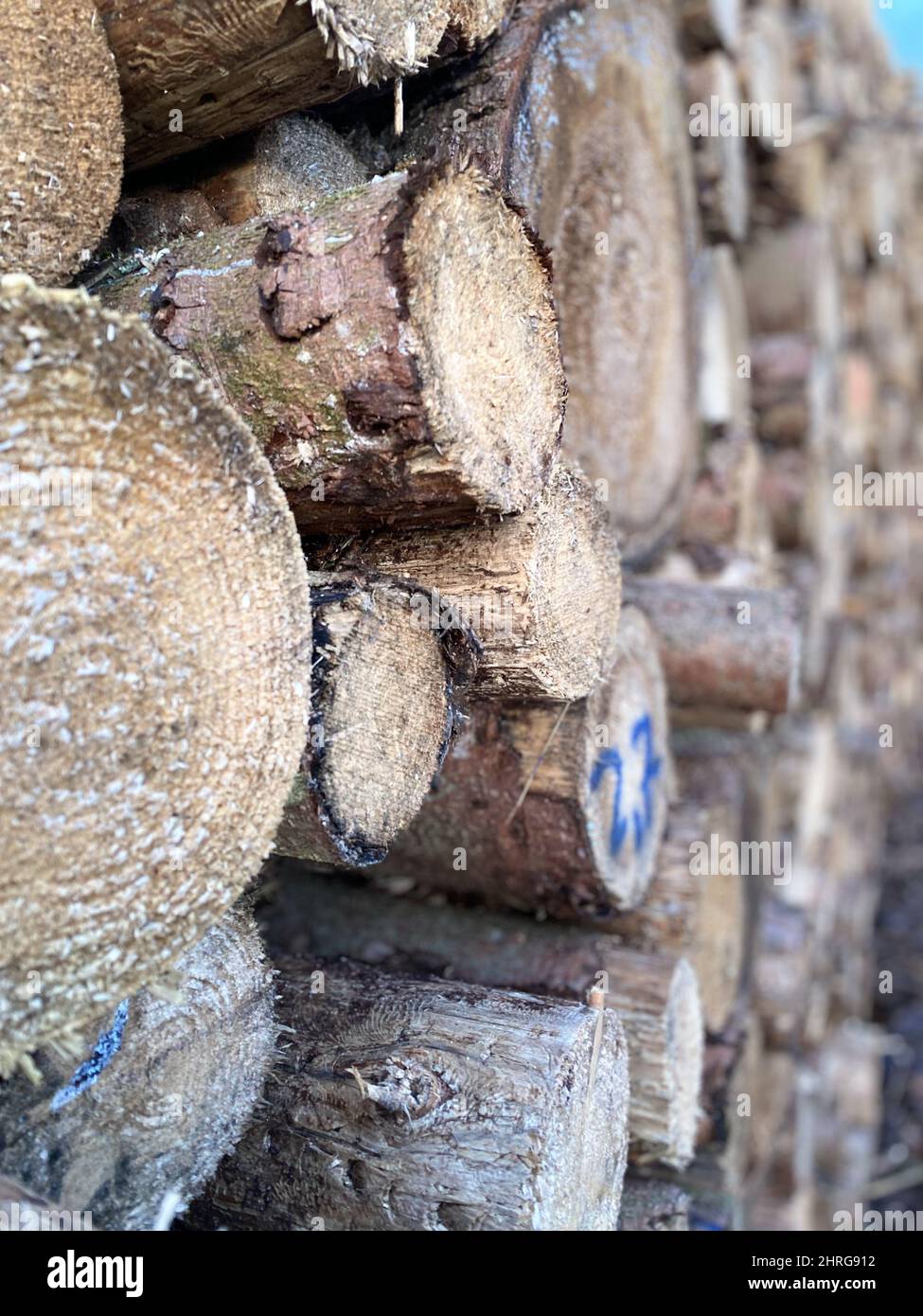 Vertical wood trunks wall texture hi-res stock photography and images ...