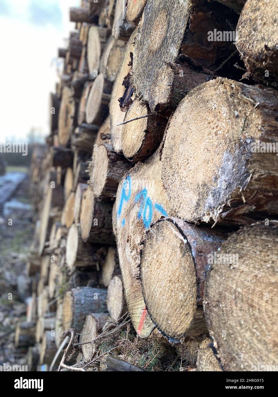 Vertical wood trunks wall texture hi-res stock photography and images ...