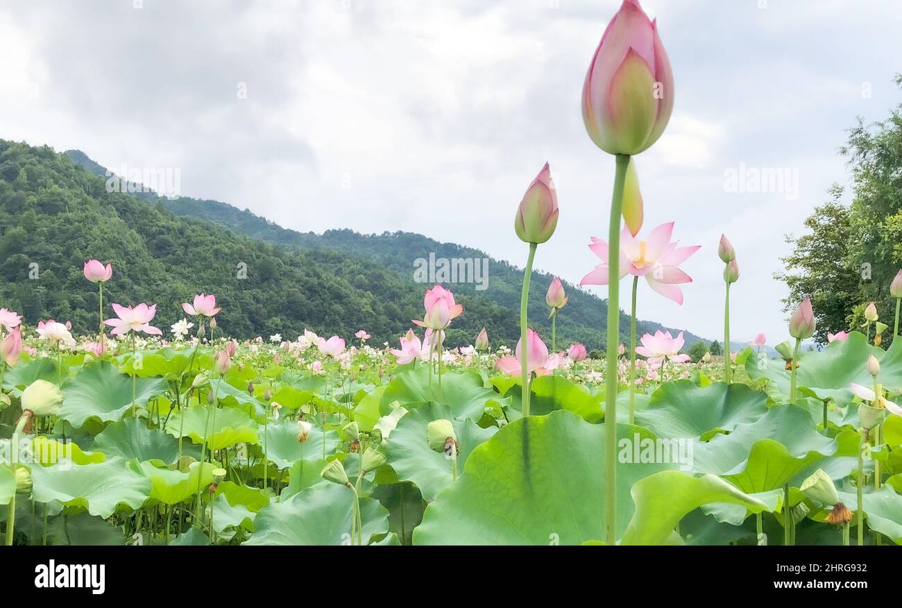 Lotus flowers and its green leaves floating on water against mountains ...