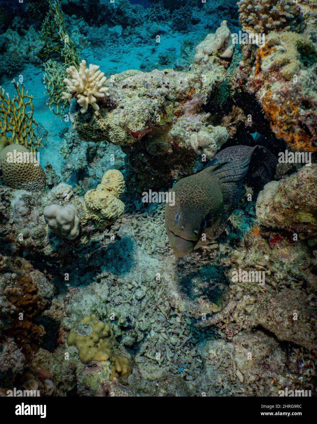 Roman eel hi-res stock photography and images - Alamy