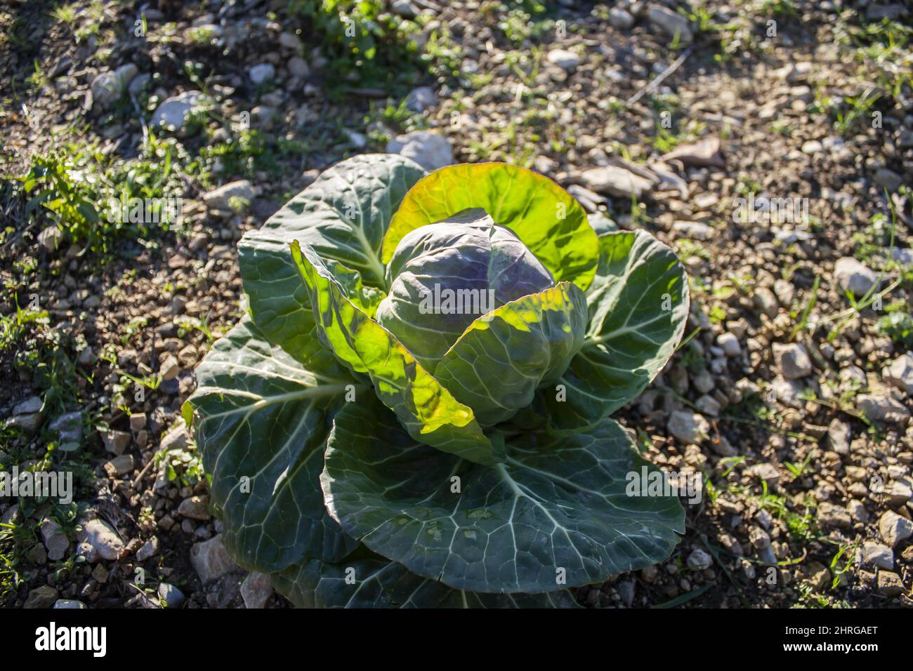 Photo of a cabbage grown on the farm land Stock Photo - Alamy