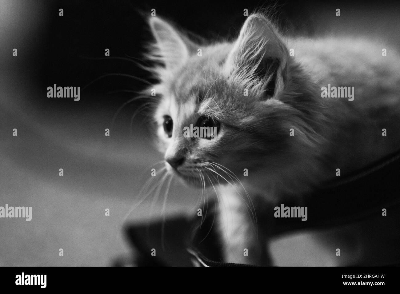 Birman cat Black and White Stock Photos & Images - Alamy