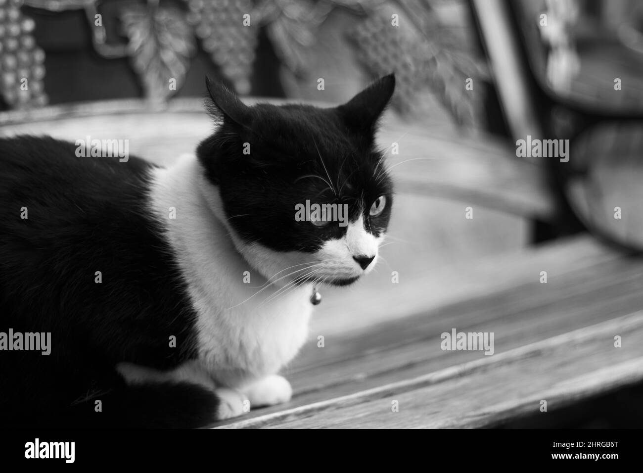Birman cat Black and White Stock Photos & Images - Alamy