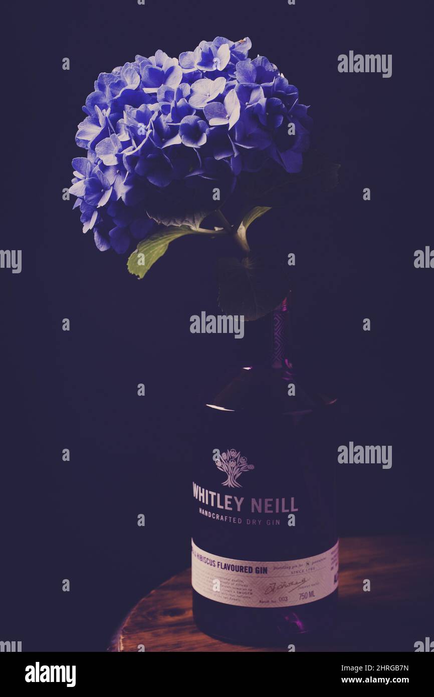 Penny mac hydrangeas hi-res stock photography and images - Alamy