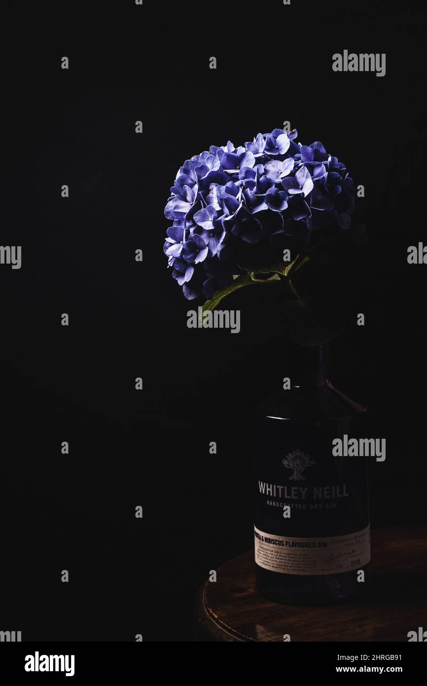 Penny mac hydrangeas hi-res stock photography and images - Alamy