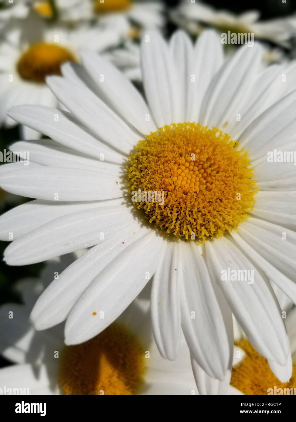 Close-up selective focus shot of a common daisy flower growing in the ...