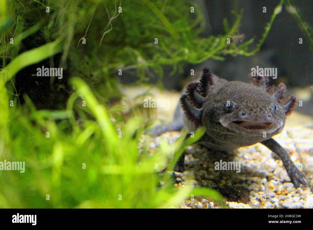 Cute axolotl hi-res stock photography and images - Alamy