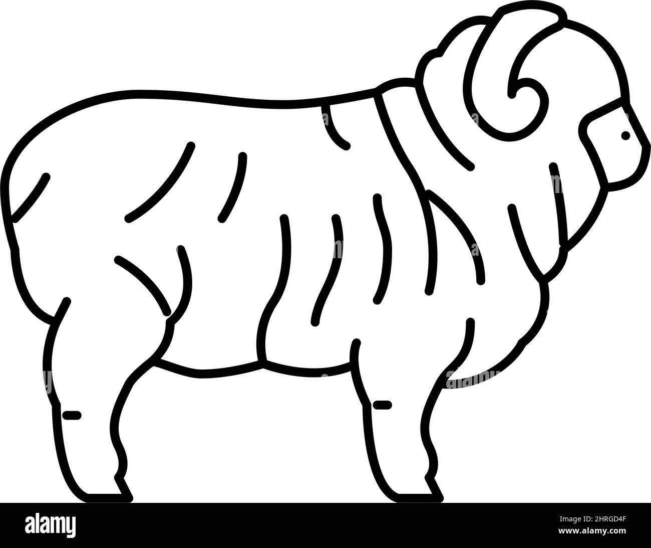Merino ram illustration hi-res stock photography and images - Alamy