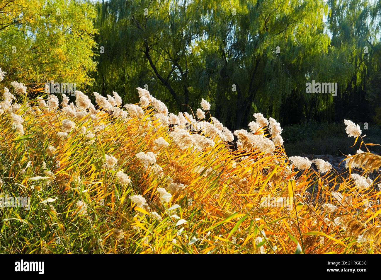 Beautiful trees waving in wind hi-res stock photography and images - Alamy