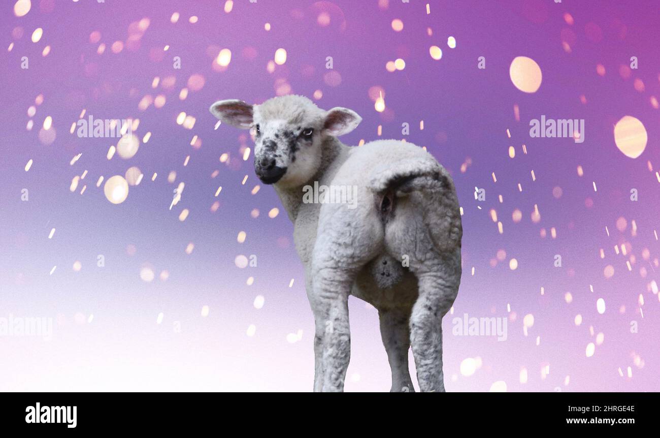 Photoshopped photo of a lamb on a purple background with sparkles Stock ...