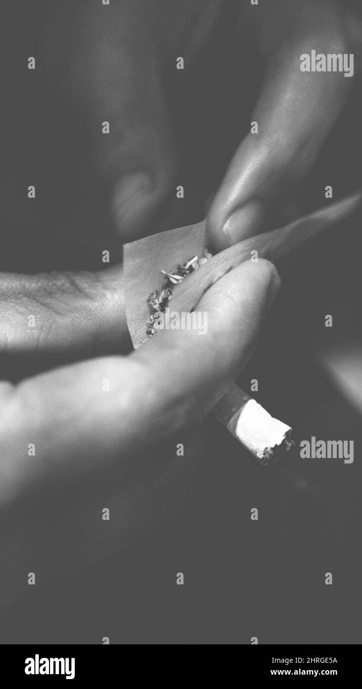 Closeup grayscale of hands rolling a joint mixed with tobacco Stock ...