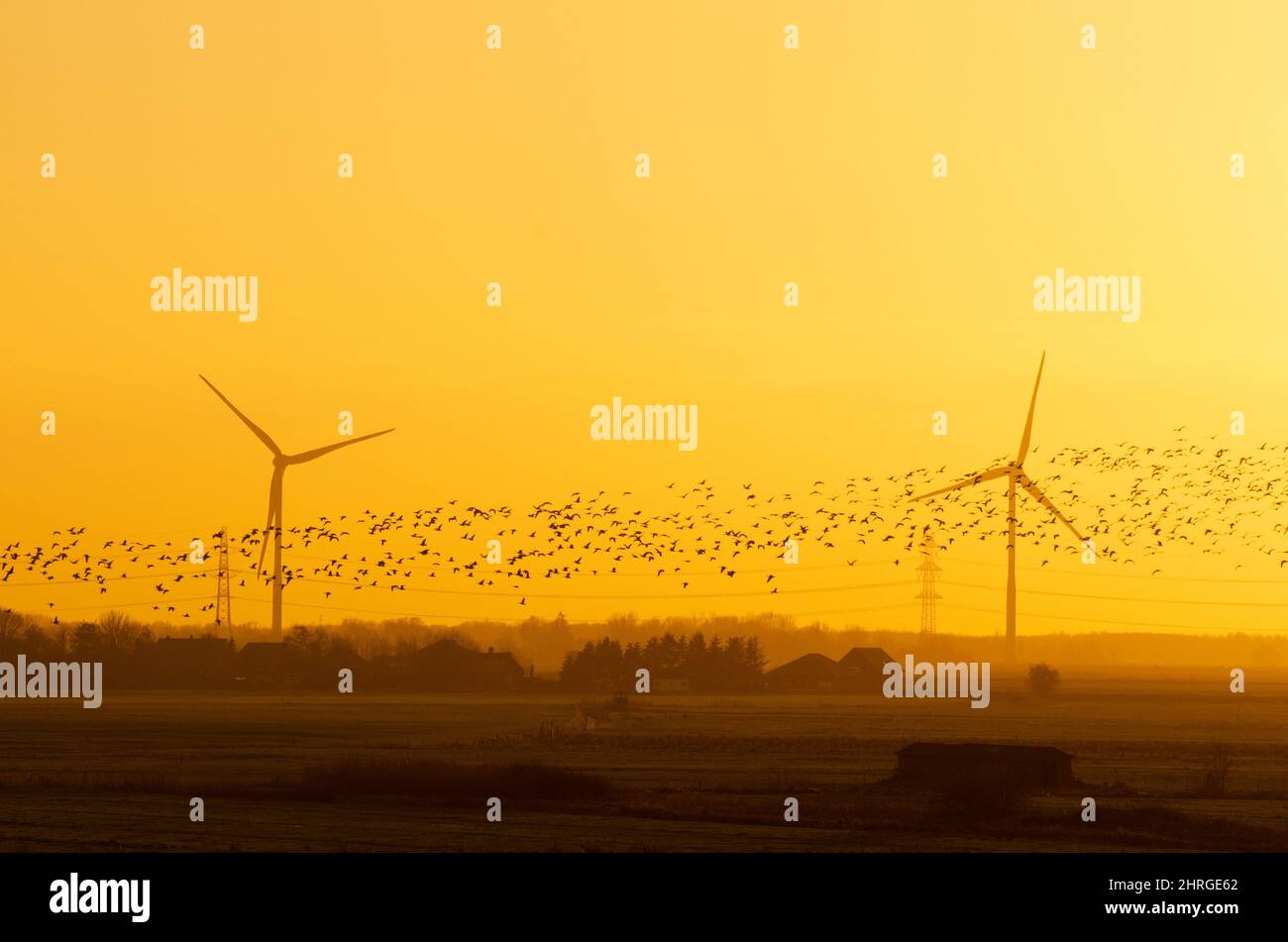 Beautiful sunset view of birds flying over Wind farms at sunset, yellow ...