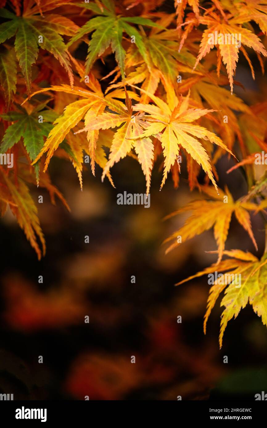 Vertical shot of Maple autumn leaves at Batsford Arboretum ...