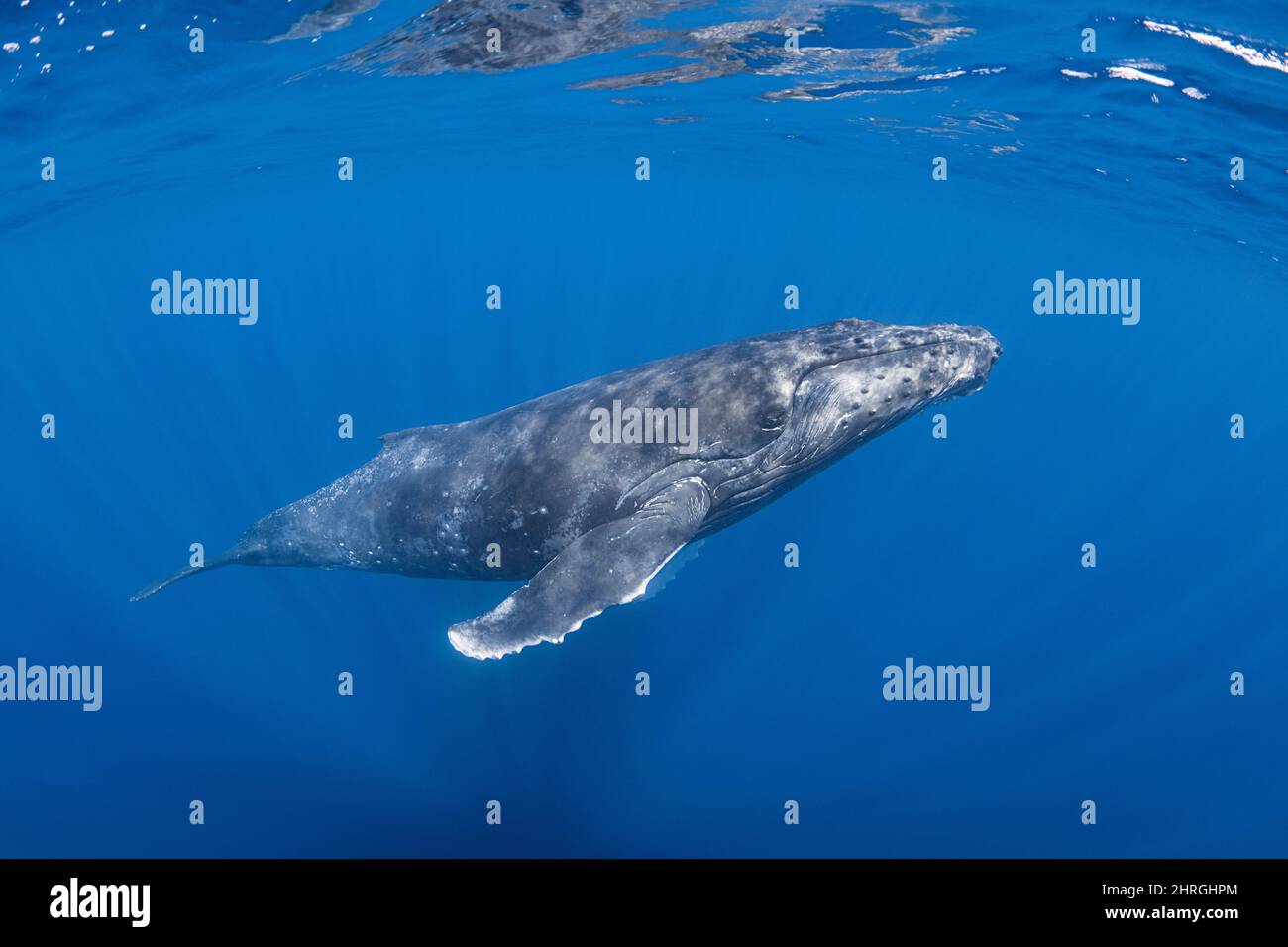 Whale hump uw 90 hi-res stock photography and images - Alamy