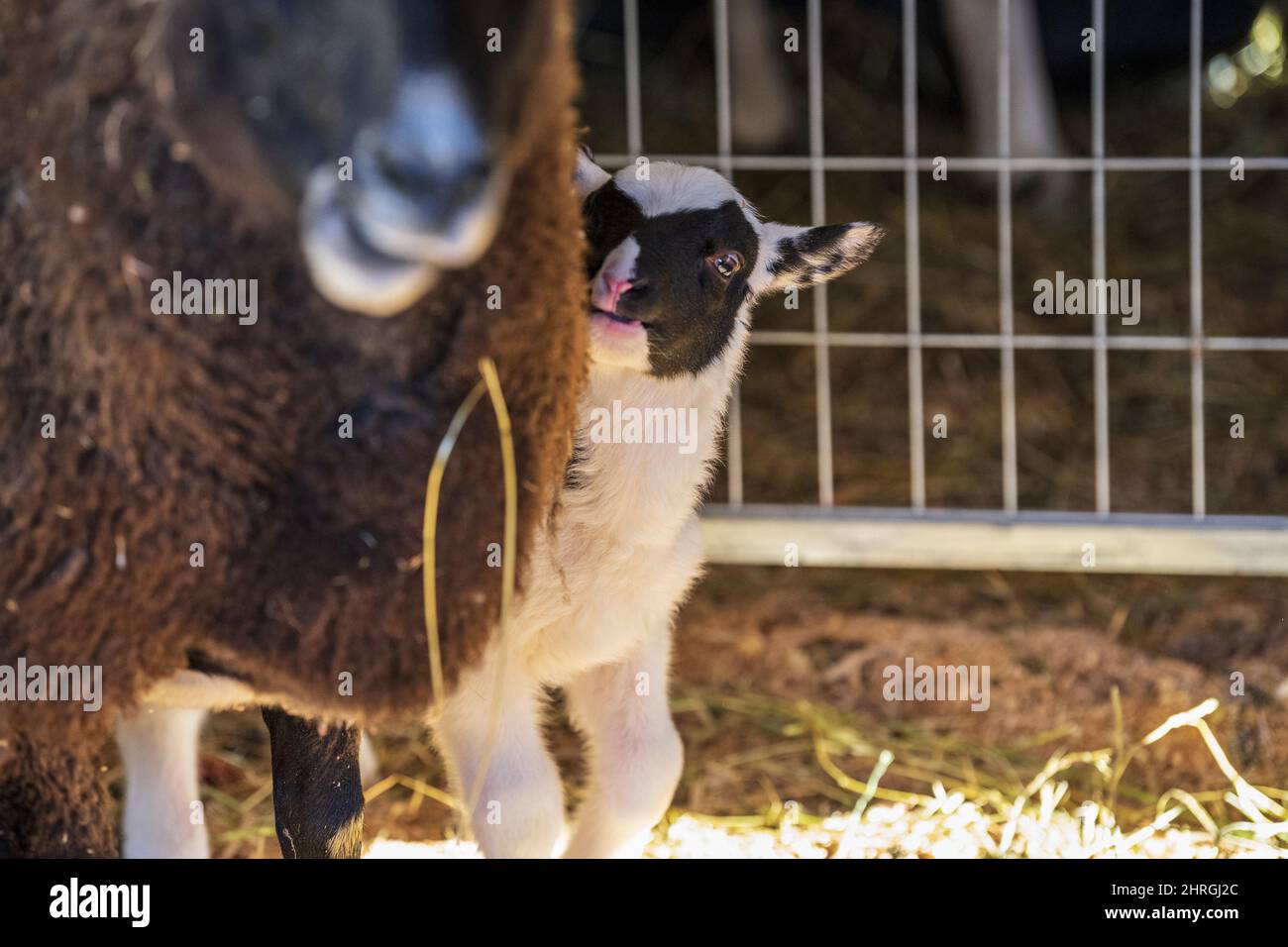 Lamb Farming in Victoria BC Canada Stock Photo - Alamy