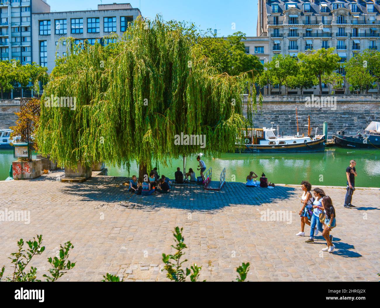 Willow tree on the edge of the Seine River in Paris, France Stock Photo ...