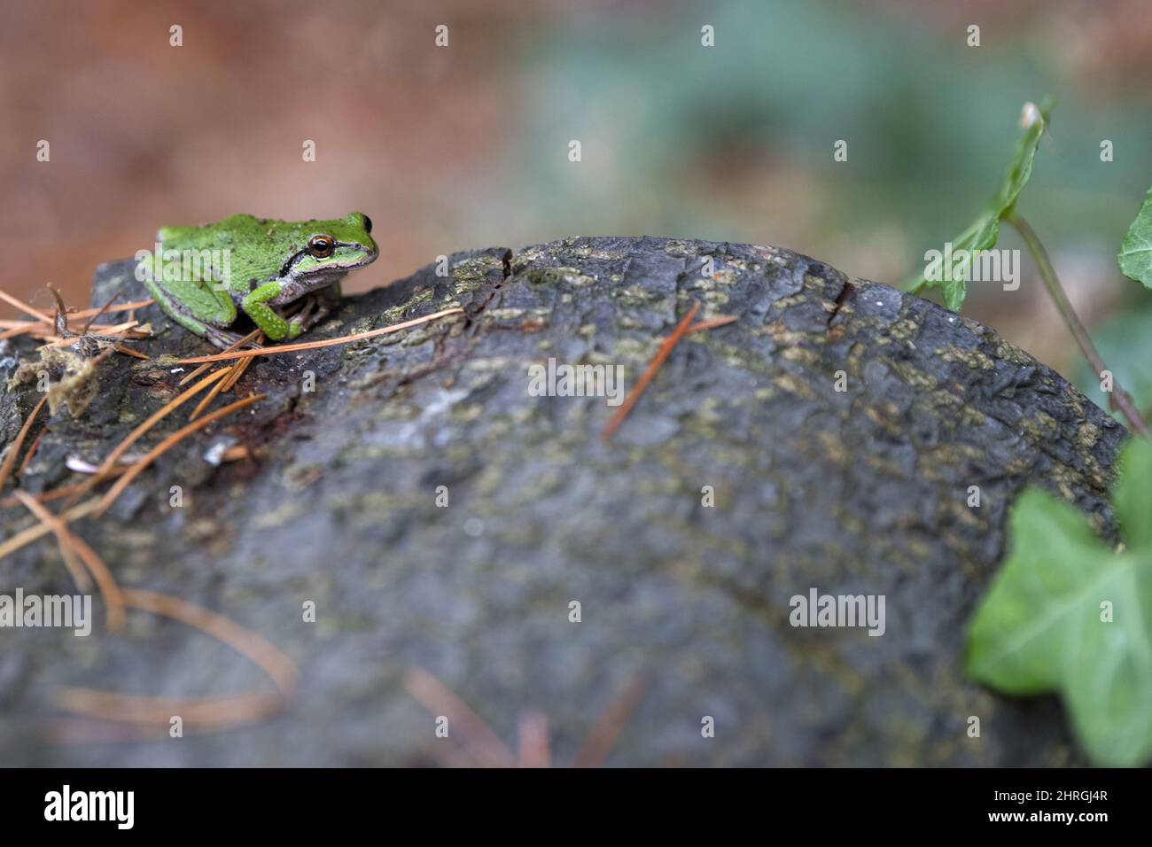 Green Tree frog on a stone Stock Photo - Alamy