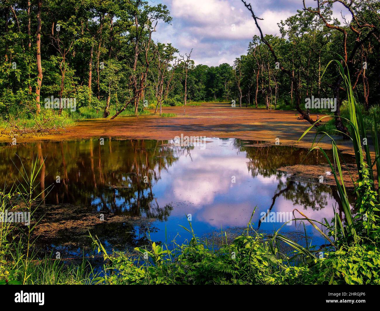 Tiger observation spot at the Chitwan National Park in Nepal Stock ...