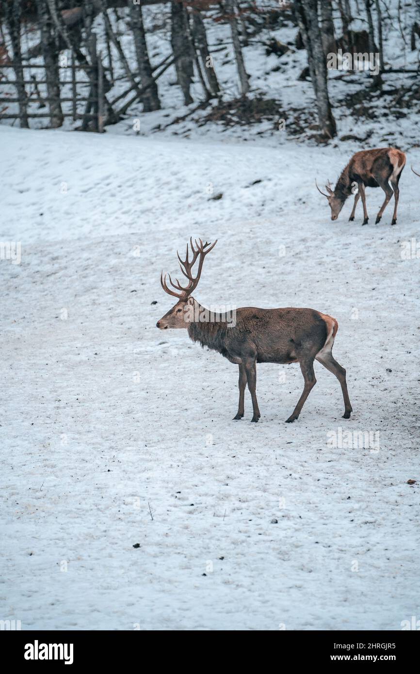 Vertical shot of a deer in a beautiful winter forest Stock Photo - Alamy
