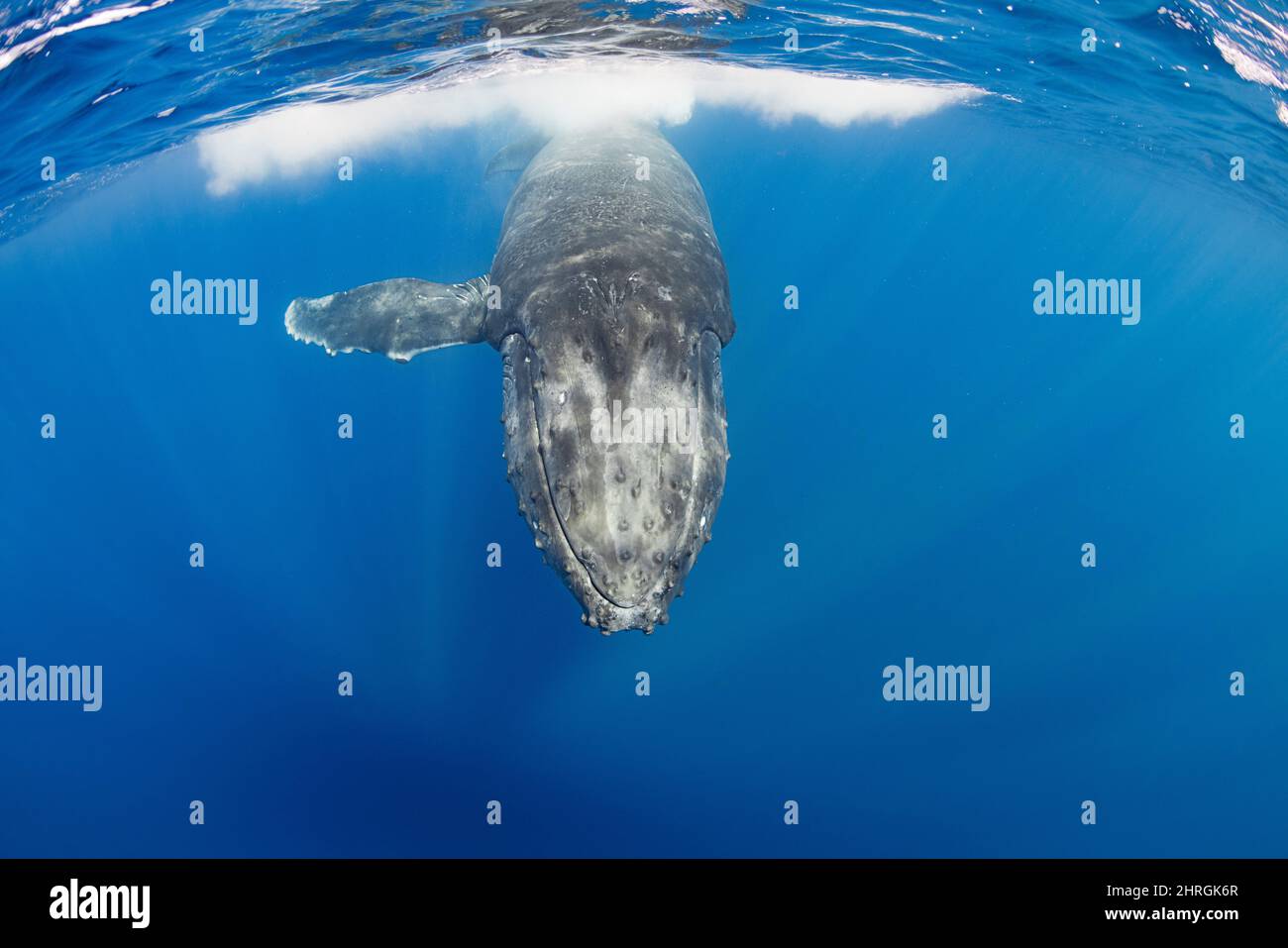 Whale hump uw 92 hi-res stock photography and images - Alamy